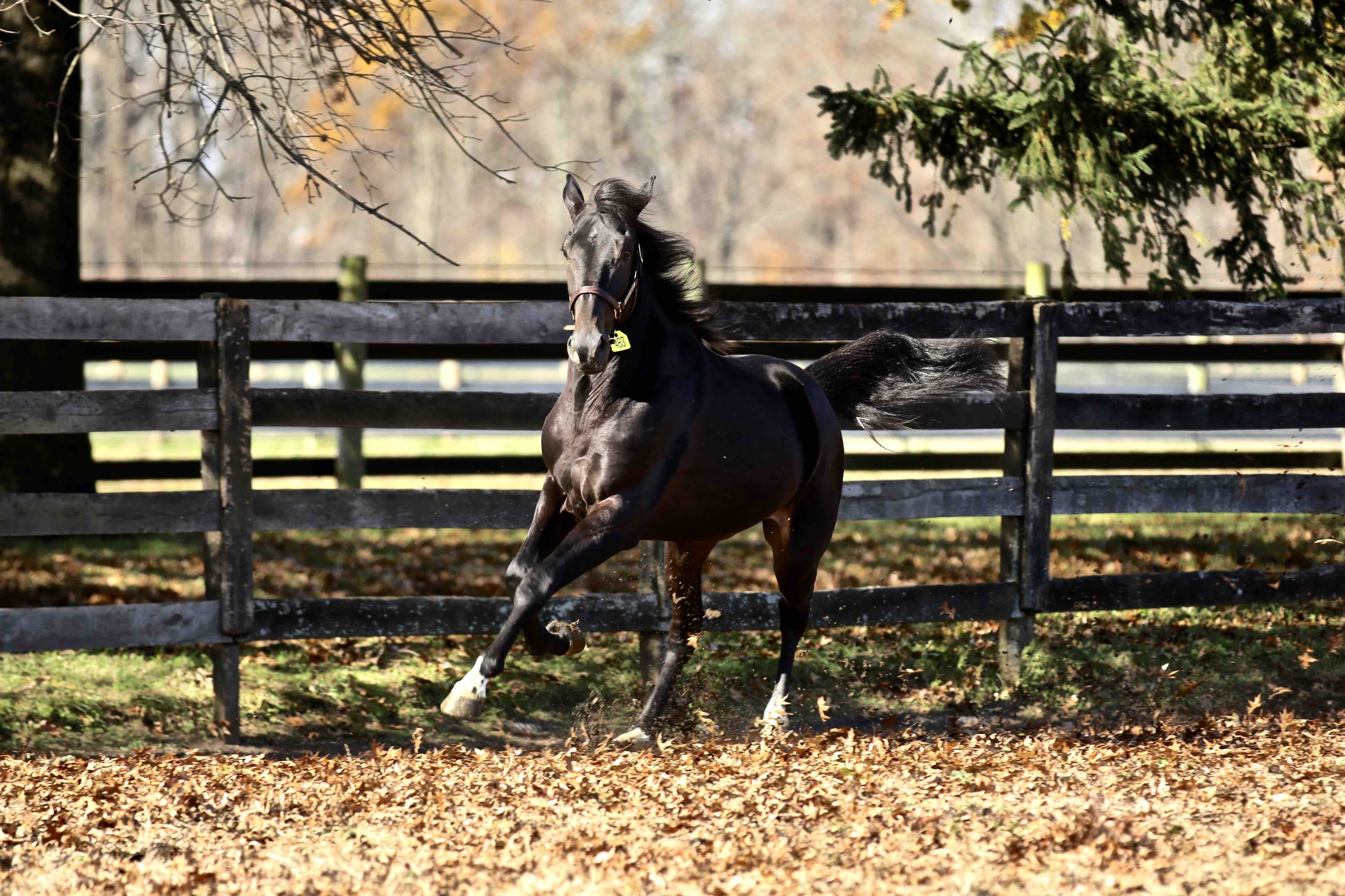 Maesteraemon (US) | SRF Stable